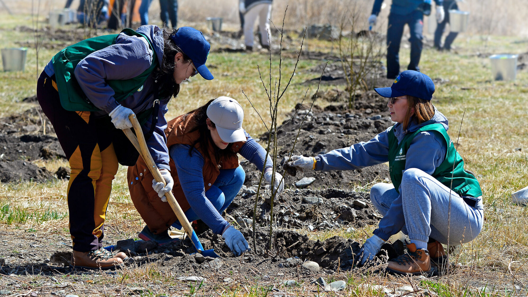Tree-planting in Korea-Mongolia Friendship Forest – Korea-Mongolia ...